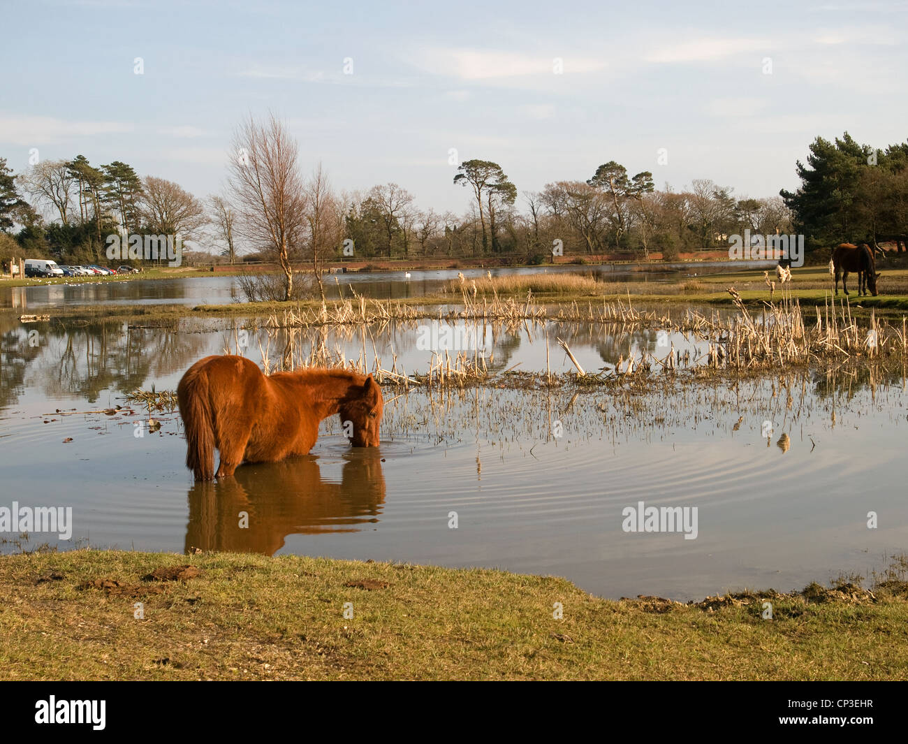 Hatchet Pond New Forest National Park Hampshire England UK Stock Photo ...