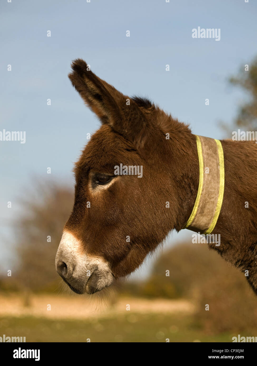 Donkey in the New Forest National Park Hampshire England UK Stock Photo ...