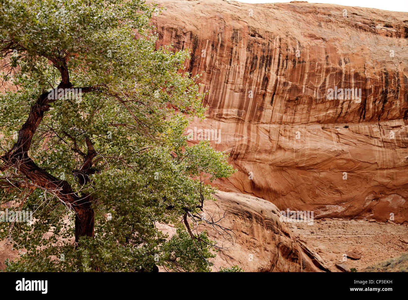 Rock wall with tree hi-res stock photography and images - Alamy