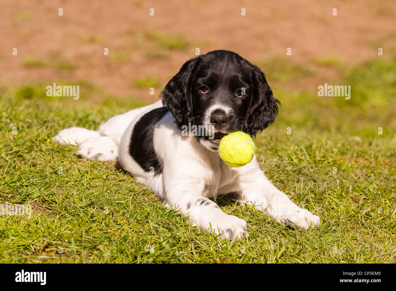 An eight week old English Springer Spaniel puppy dog with a ball in the ...