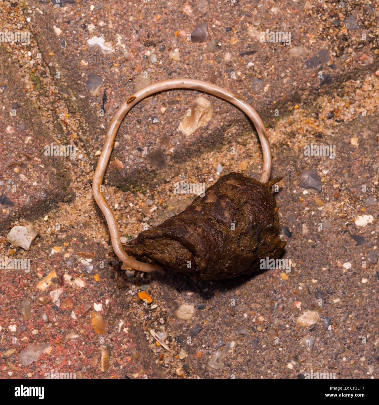 A lump of dog poo shit faeces excrement from a young puppy after having ...