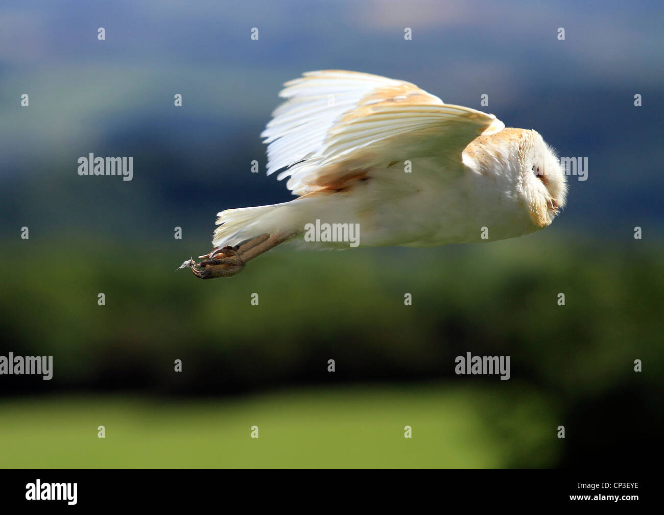 Flies the barn hi-res stock photography and images - Alamy