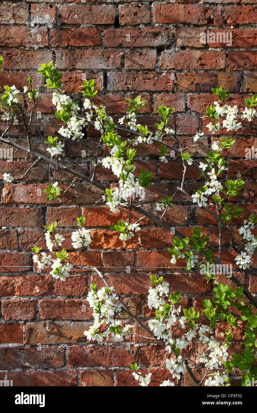 Growing fruit trees hi-res stock photography and images - Alamy