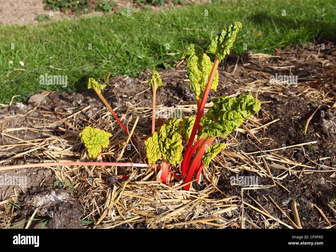 Rhubarb growing in a kitchen garden Stock Photo - Alamy