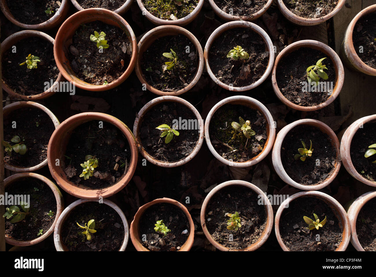 seedlings growing in pots Stock Photo - Alamy