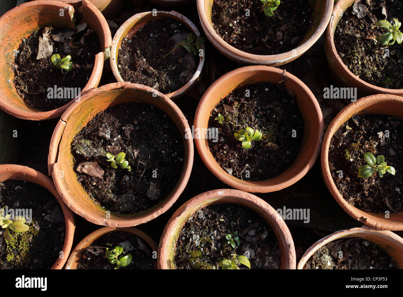 seedlings growing in pots Stock Photo - Alamy