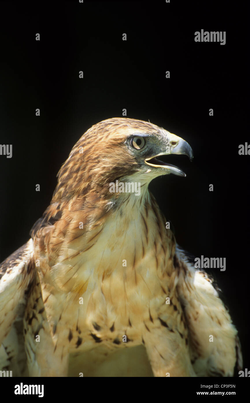 Wildlife, bird of prey, English Buzzard Stock Photo - Alamy