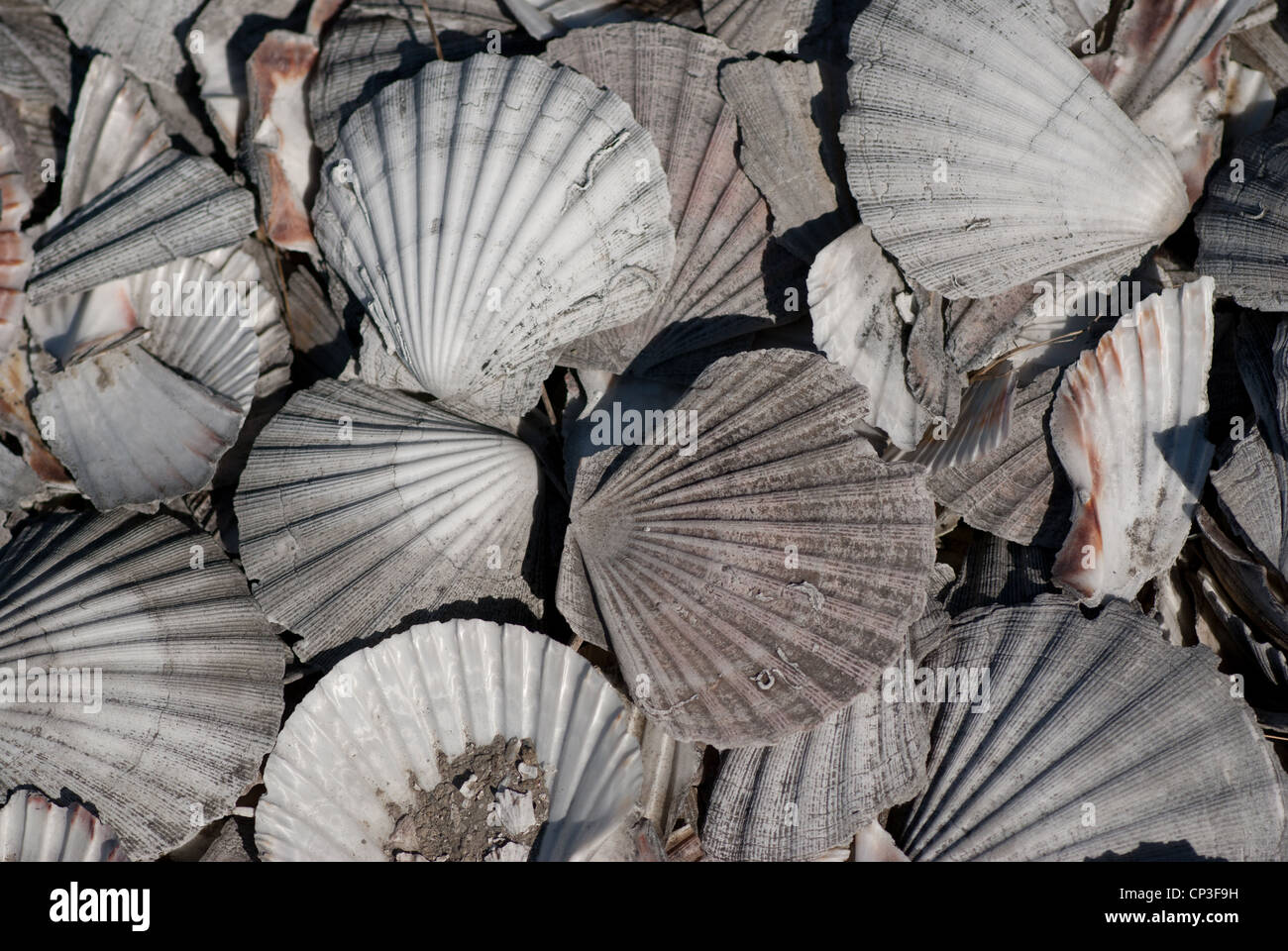 Waste sea shells hi-res stock photography and images - Alamy