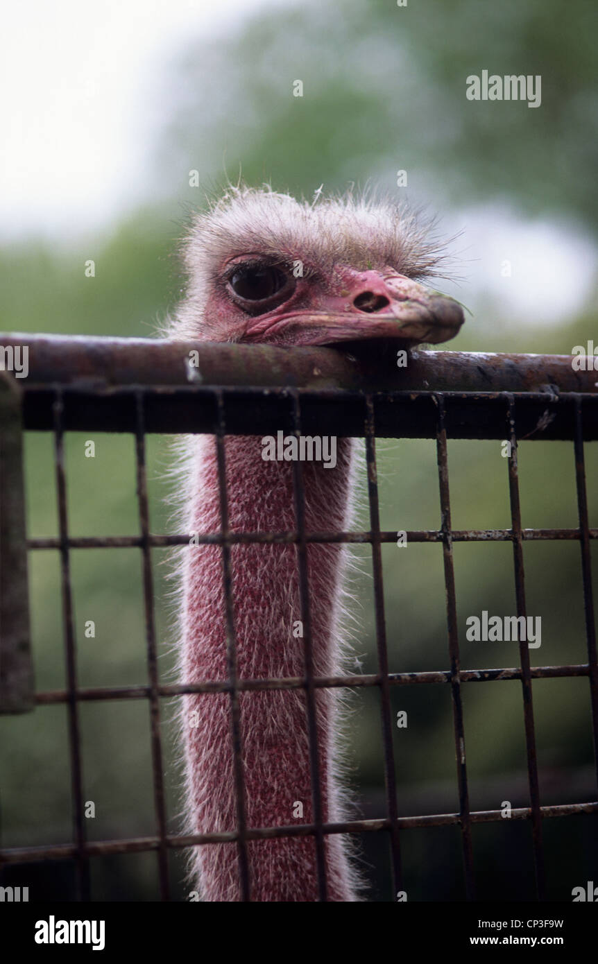 Wildlife, close-up of Emu looking over fence Stock Photo - Alamy