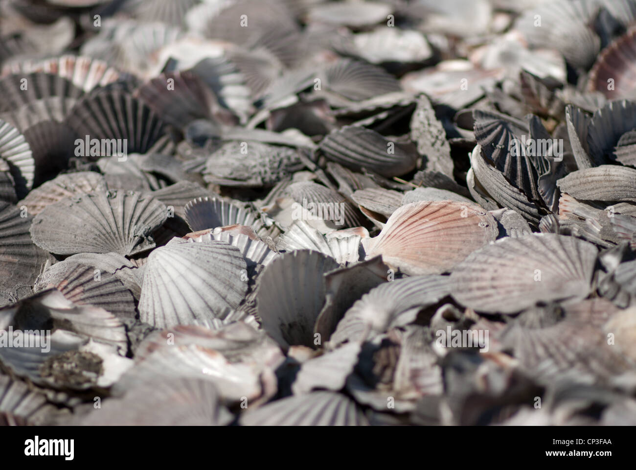 Waste Sea Shells Stock Photo - Alamy