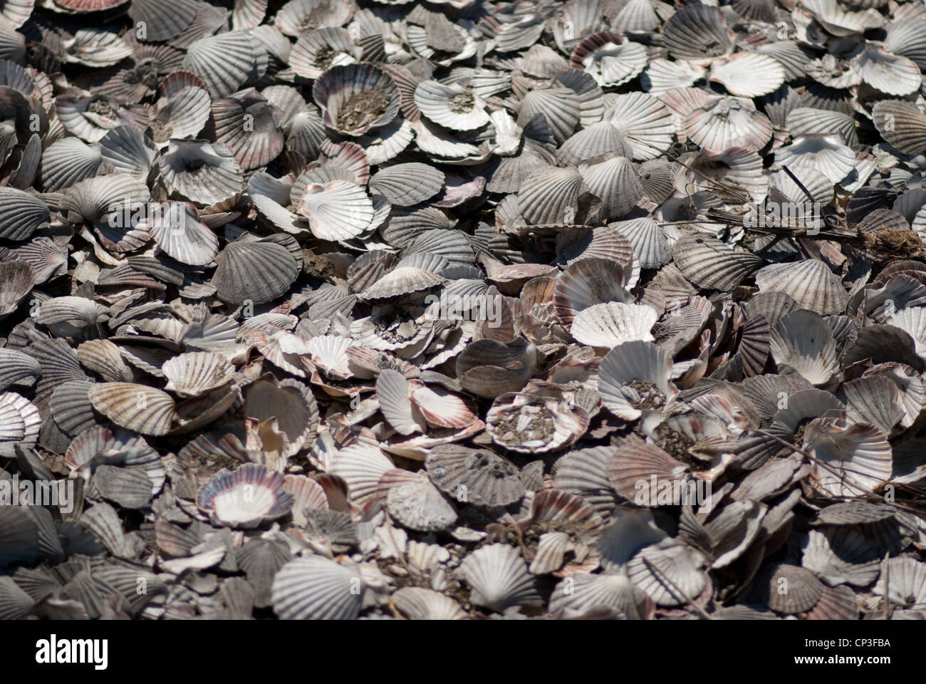 Waste sea shells hi-res stock photography and images - Alamy