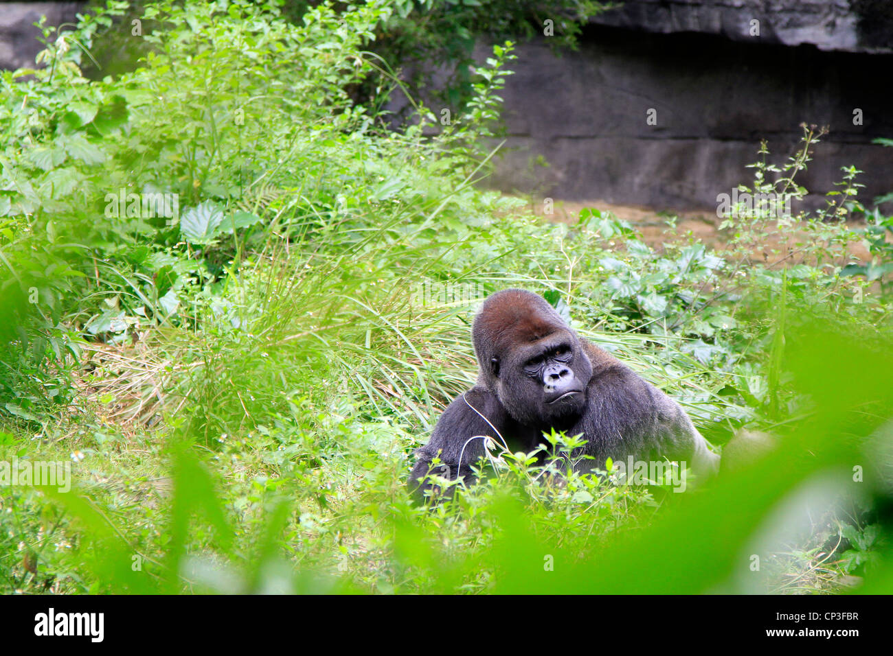a gorilla relaxing in the undergrowth Stock Photo - Alamy