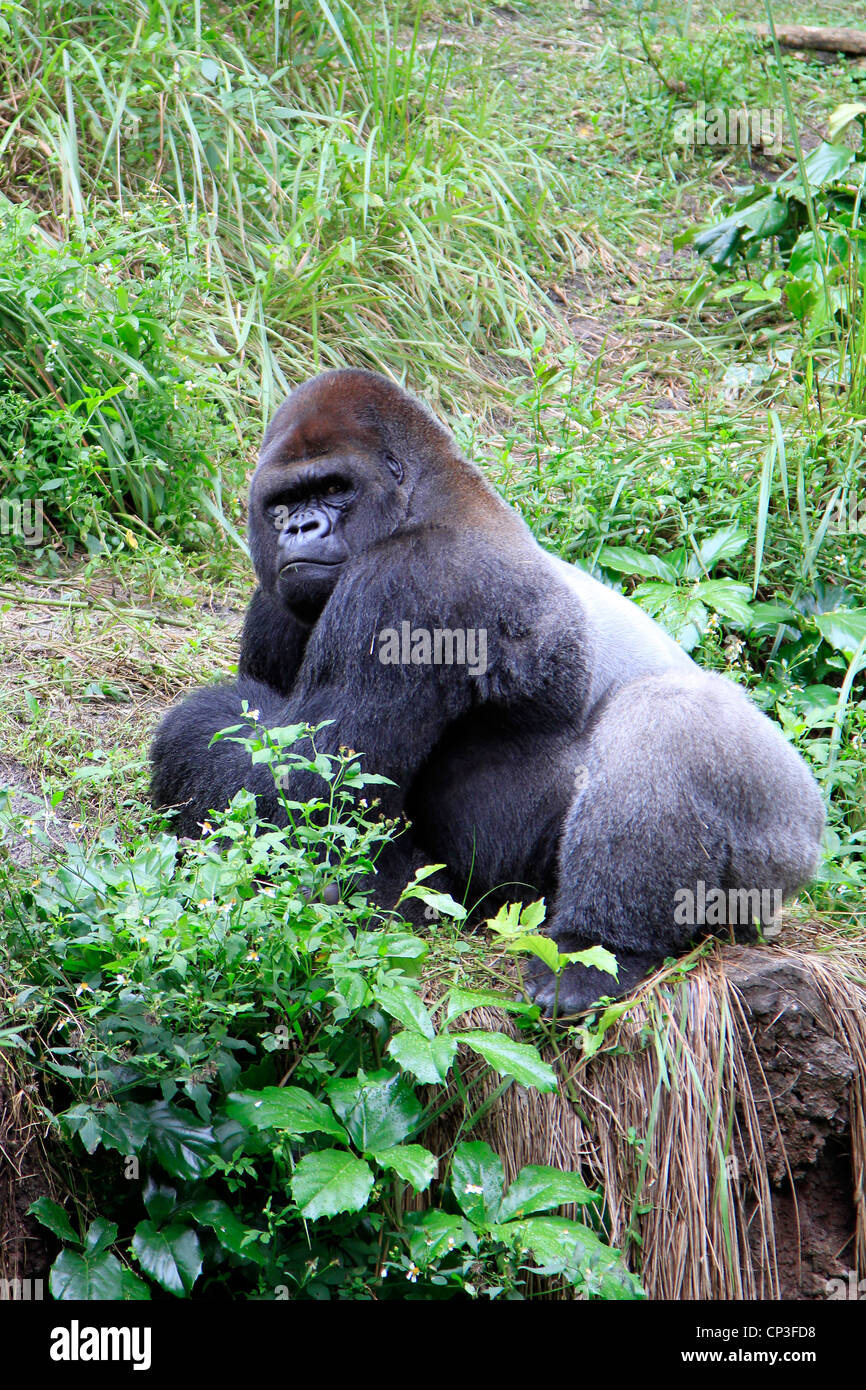 a gorilla relaxing in the undergrowth Stock Photo - Alamy