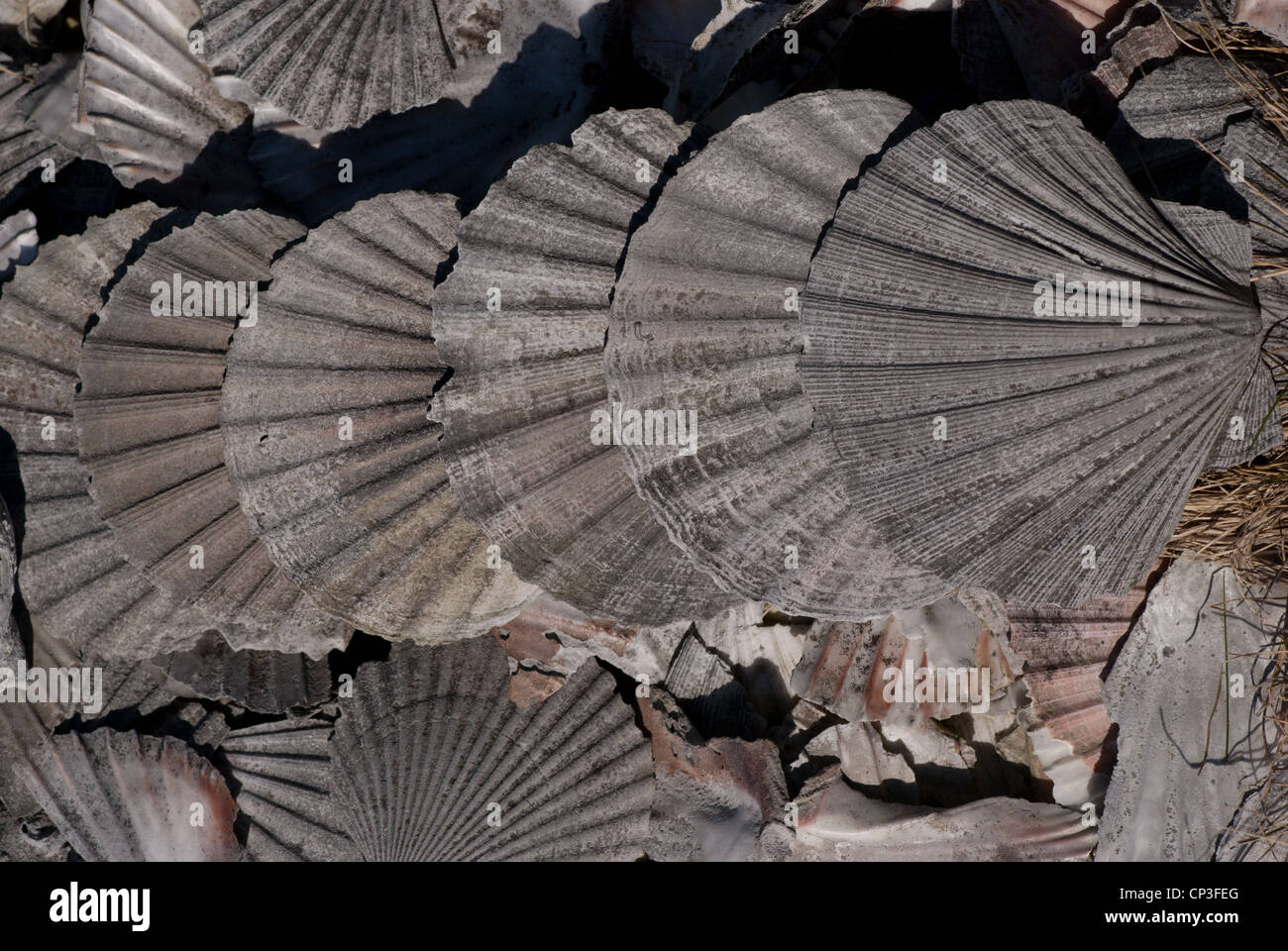 Scallop shells hi-res stock photography and images - Alamy