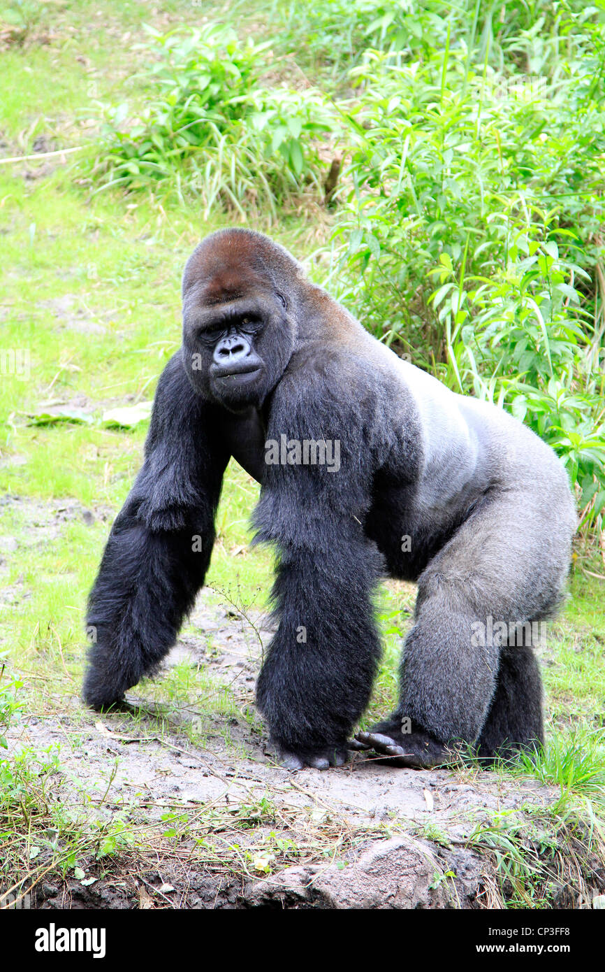 Silver Back Gorilla High Resolution Stock Photography and Images - Alamy