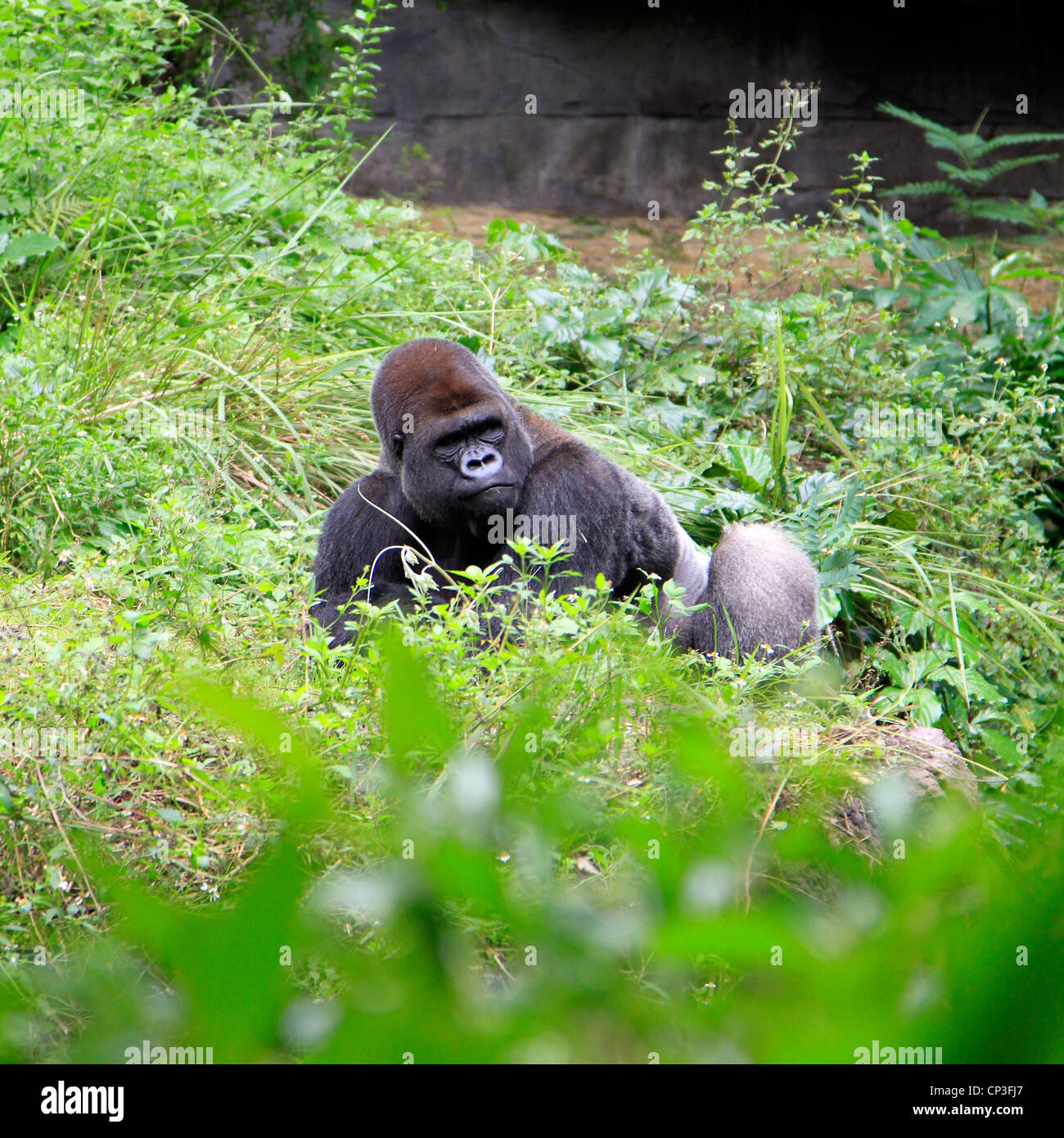 Black back gorilla hi-res stock photography and images - Alamy