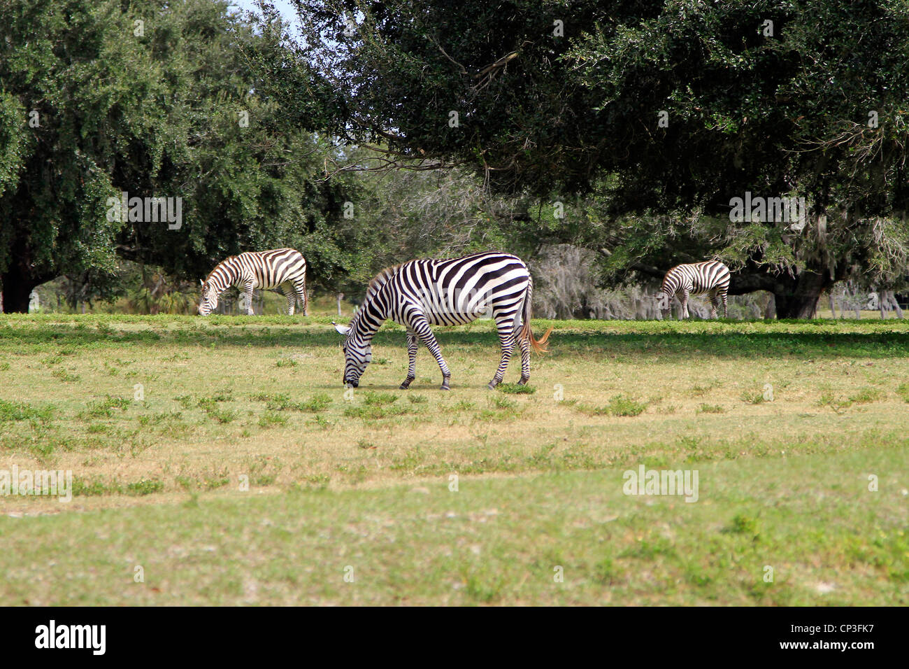 three zebra graze in the sun Stock Photo - Alamy