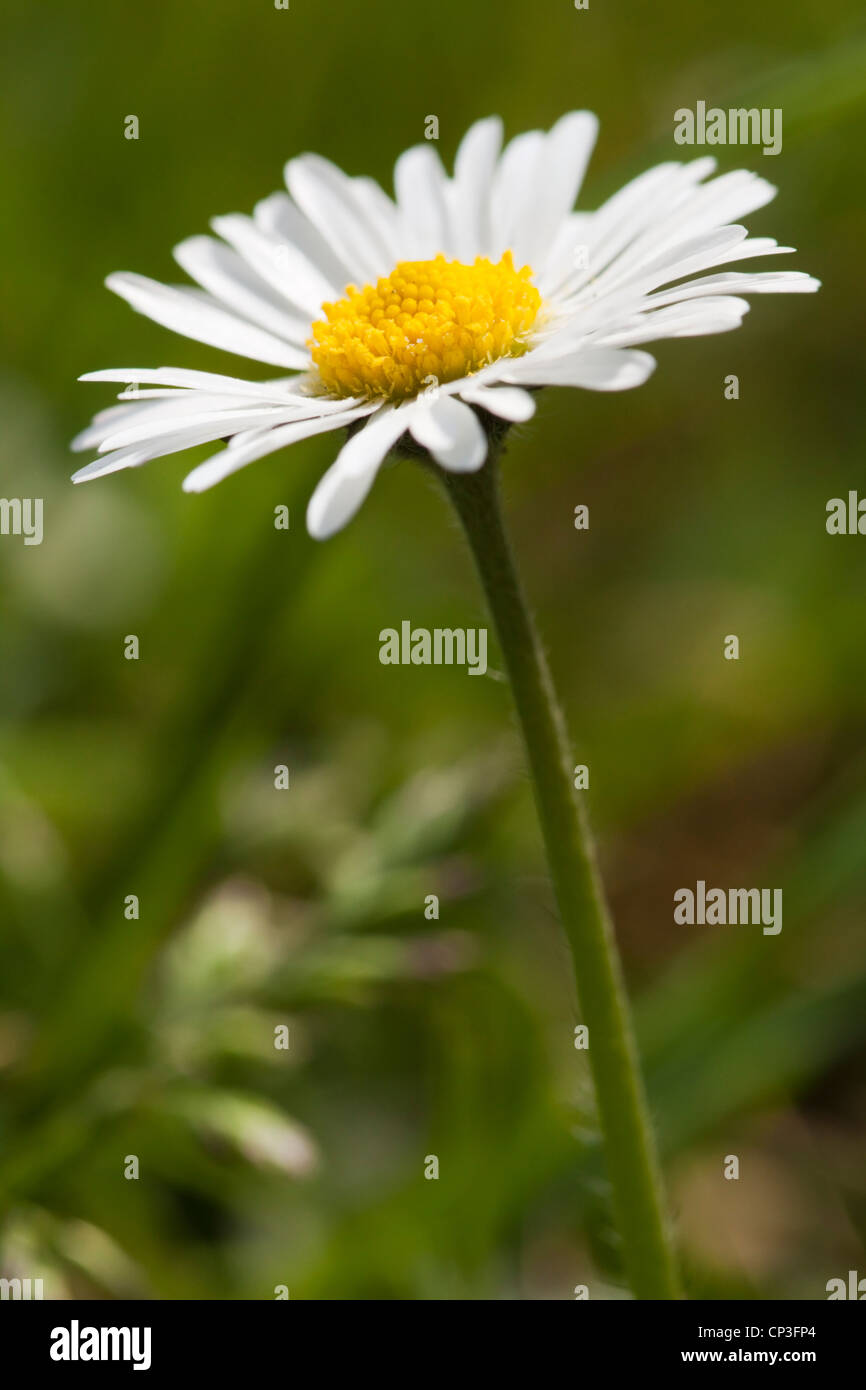 Common lawn weed hi-res stock photography and images - Alamy