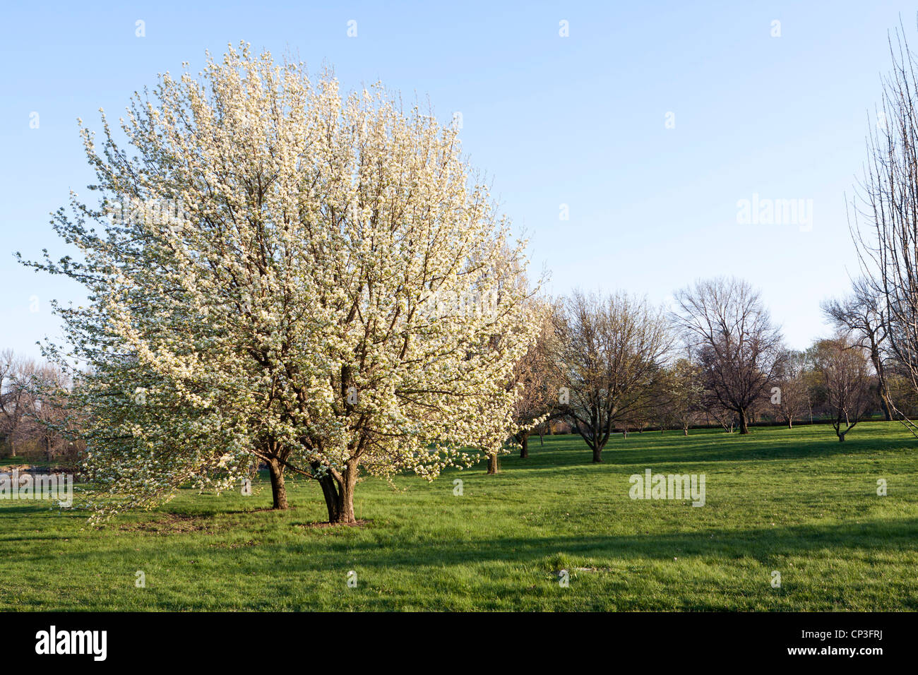 Apple tree blooming Stock Photo - Alamy