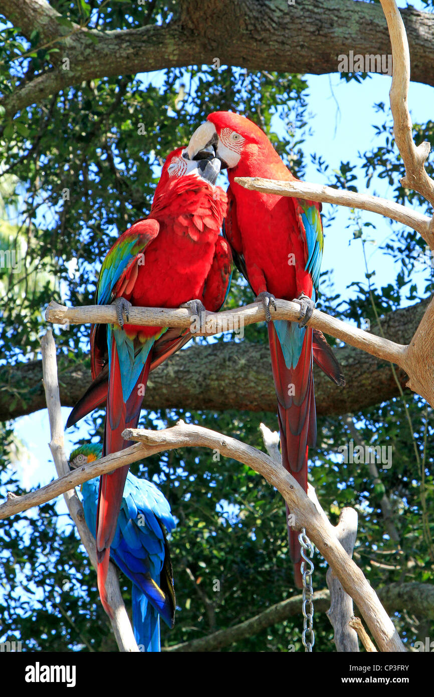 2 macaws look like they're kissing Stock Photo - Alamy