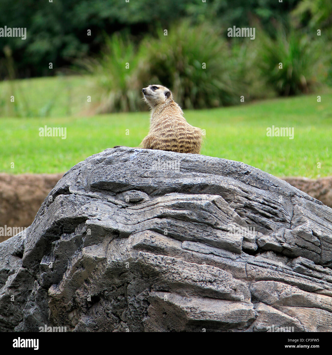 Meerkat burrow rock hi-res stock photography and images - Alamy