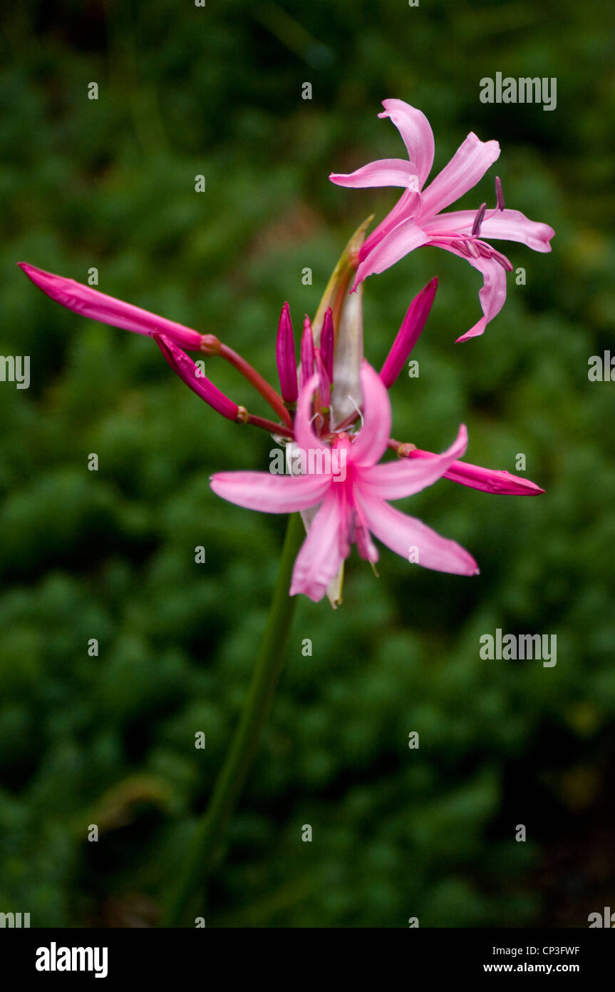 A colourful slender and delicate pink flower Stock Photo - Alamy