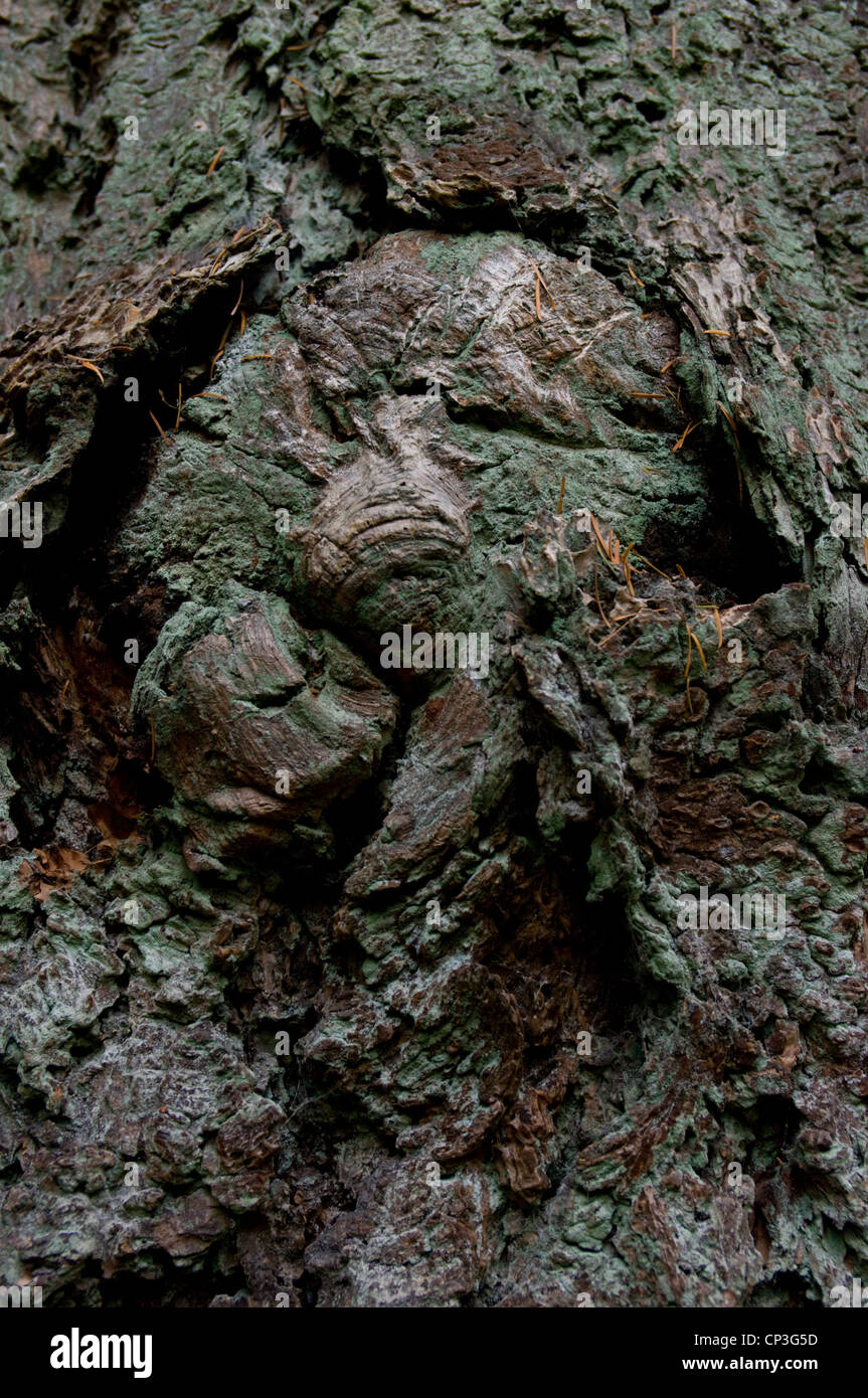 The knobbly grey-green textured bark of a Pseudotsuga Menziesii tree at ...