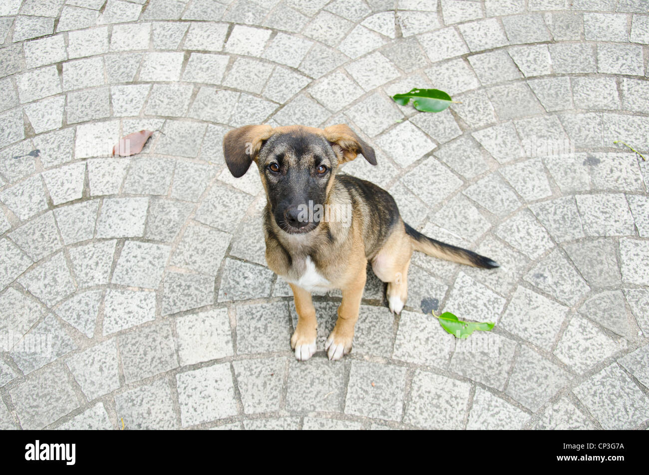 puppy unknown species is make eye appeal Stock Photo - Alamy
