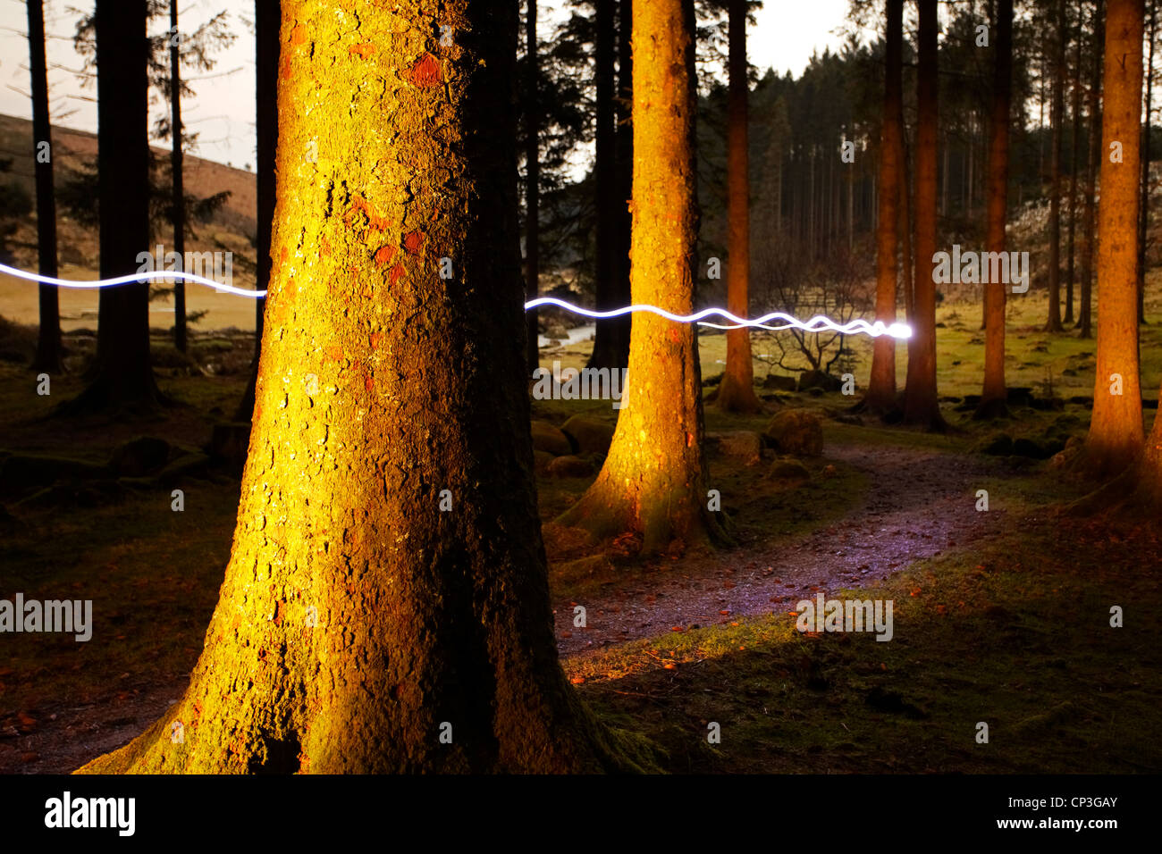 Bellever wood pines painted with torchlight at night on Dartmoor Stock ...