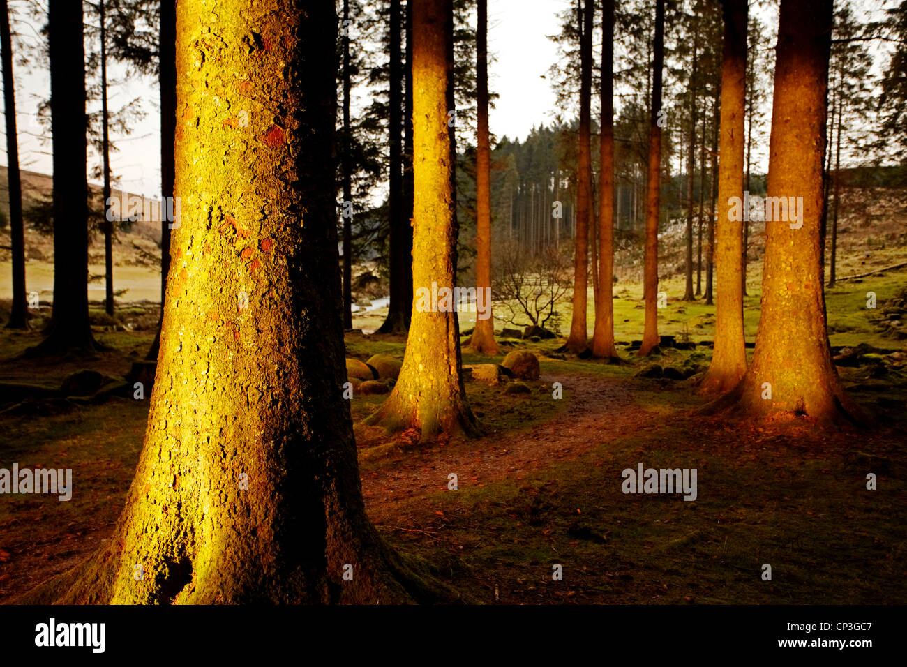 Bellever wood pines painted torchlight hi-res stock photography and ...