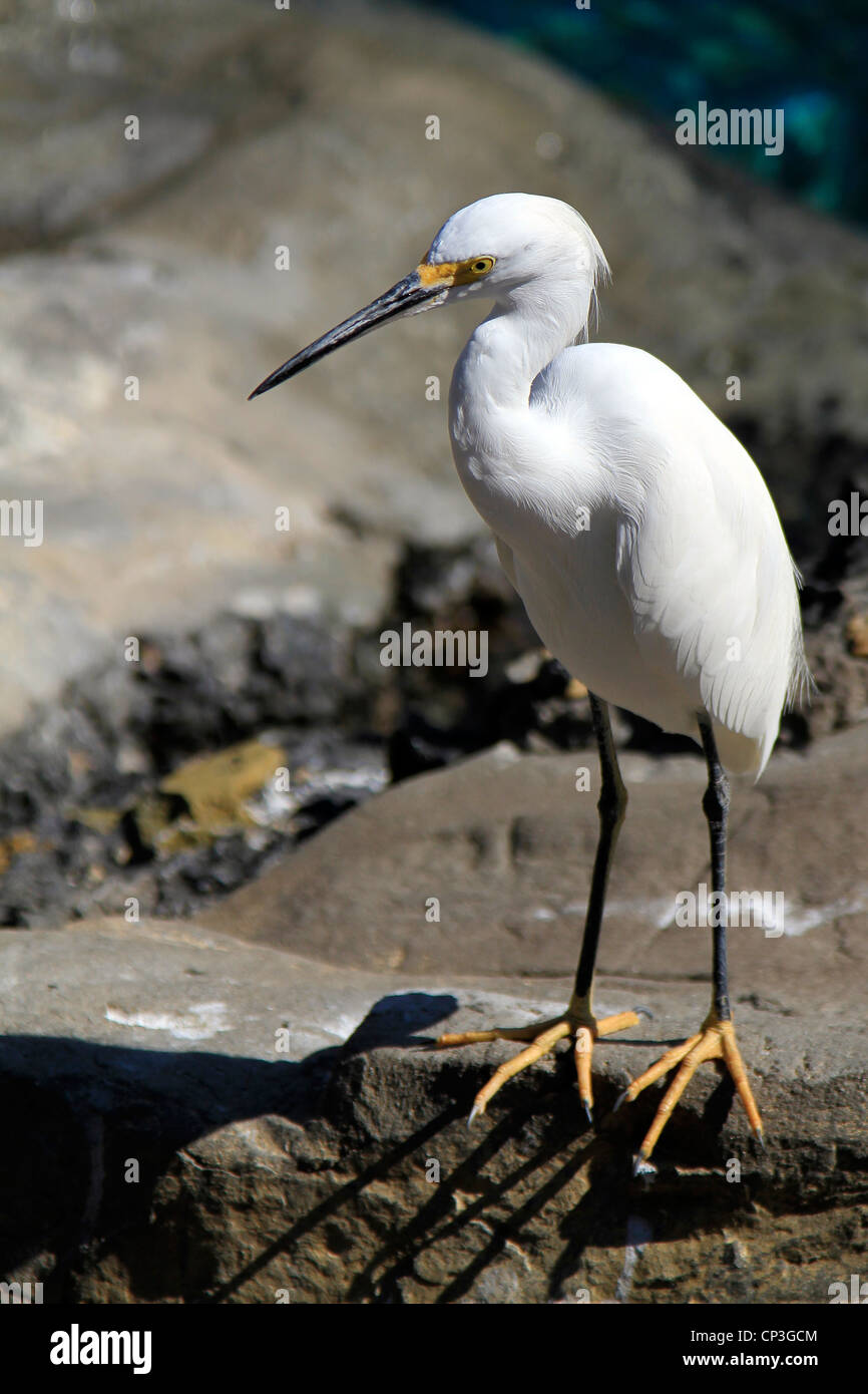 a snowy egret waits for food Stock Photo - Alamy