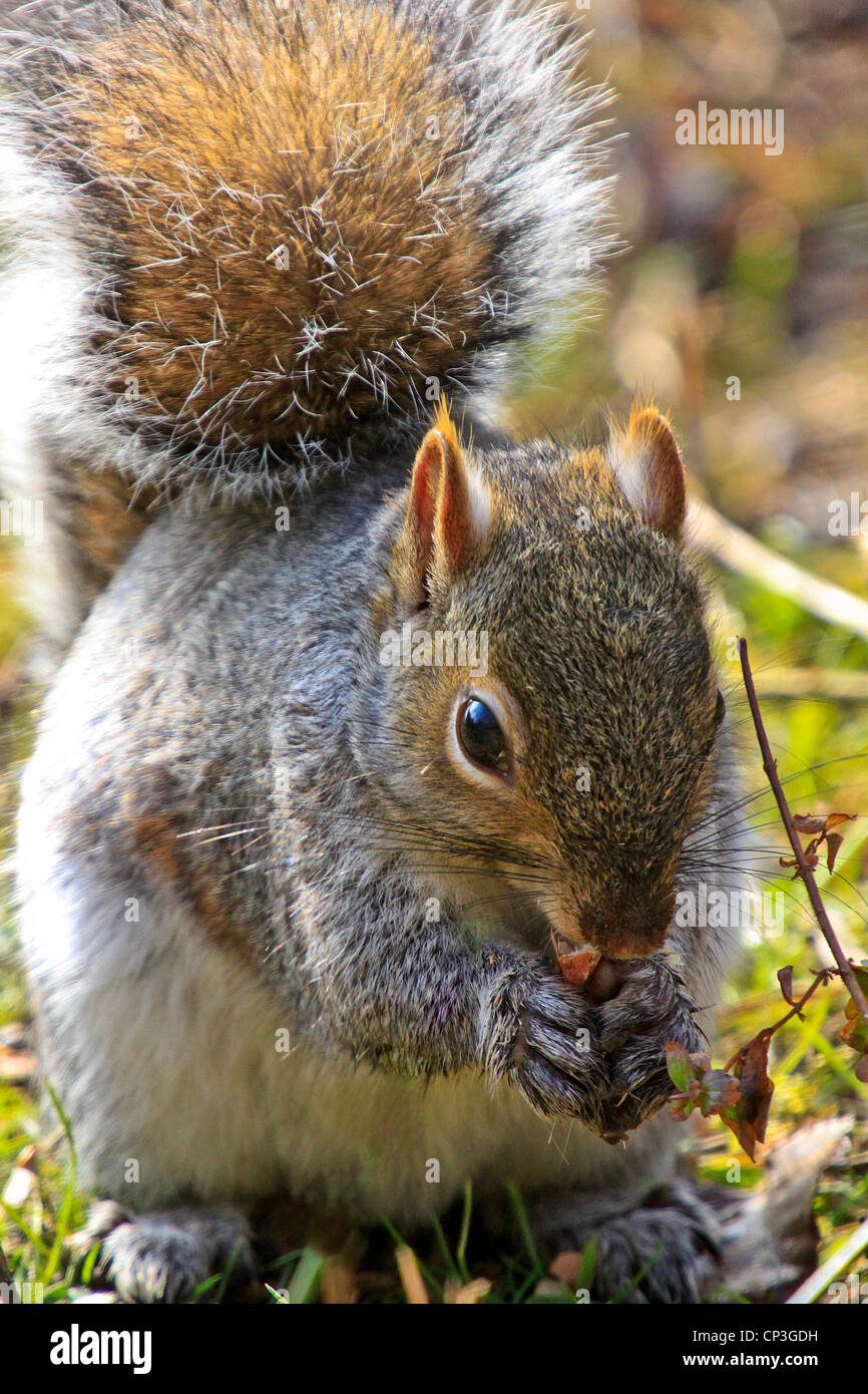 Grey squirrel nibbles nut hi-res stock photography and images - Alamy
