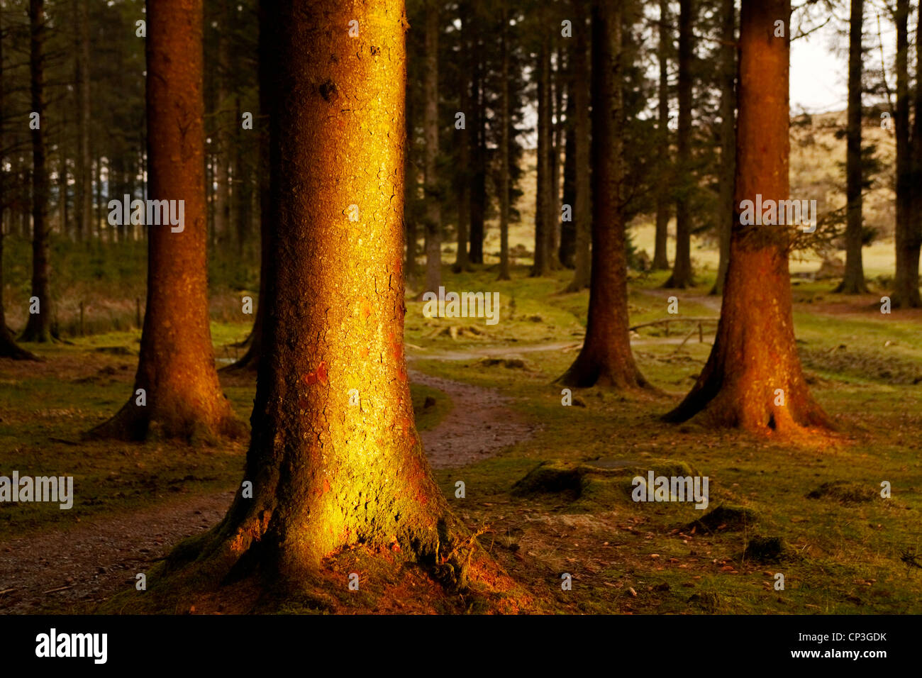 Bellever wood pines painted with torchlight at night on Dartmoor Stock ...
