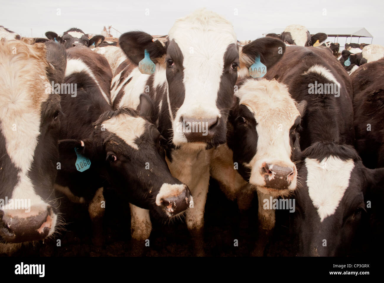 Multiple cows hi-res stock photography and images - Alamy