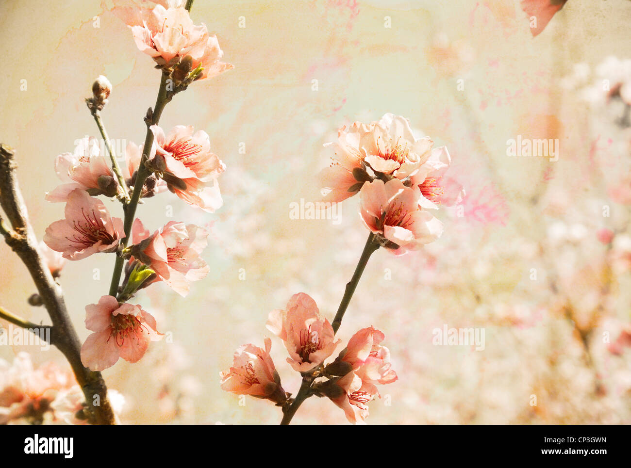 Muted colors hi-res stock photography and images - Alamy