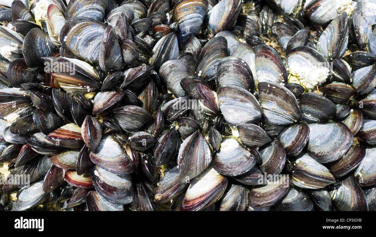 Mussels on rock Stock Photo - Alamy