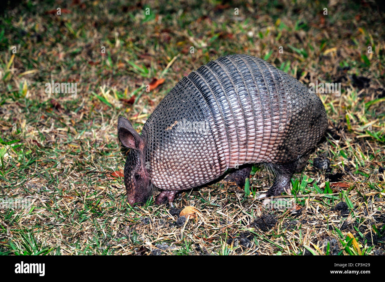 Nine-banded armadillo (Dasypus novemcinctus) searching for food in a ...