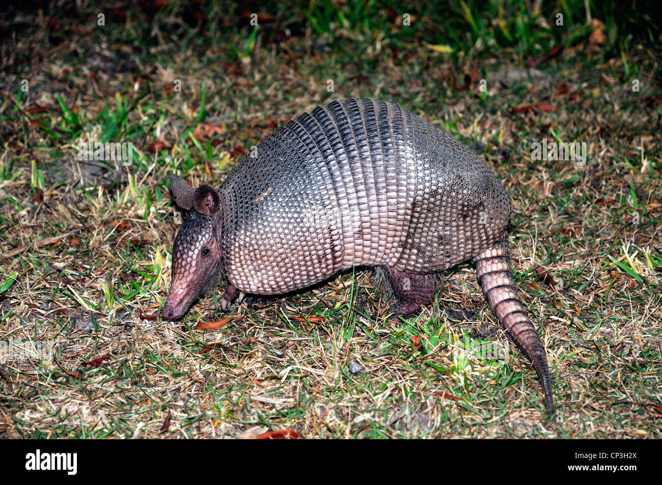Nine banded armadillo hi-res stock photography and images - Alamy