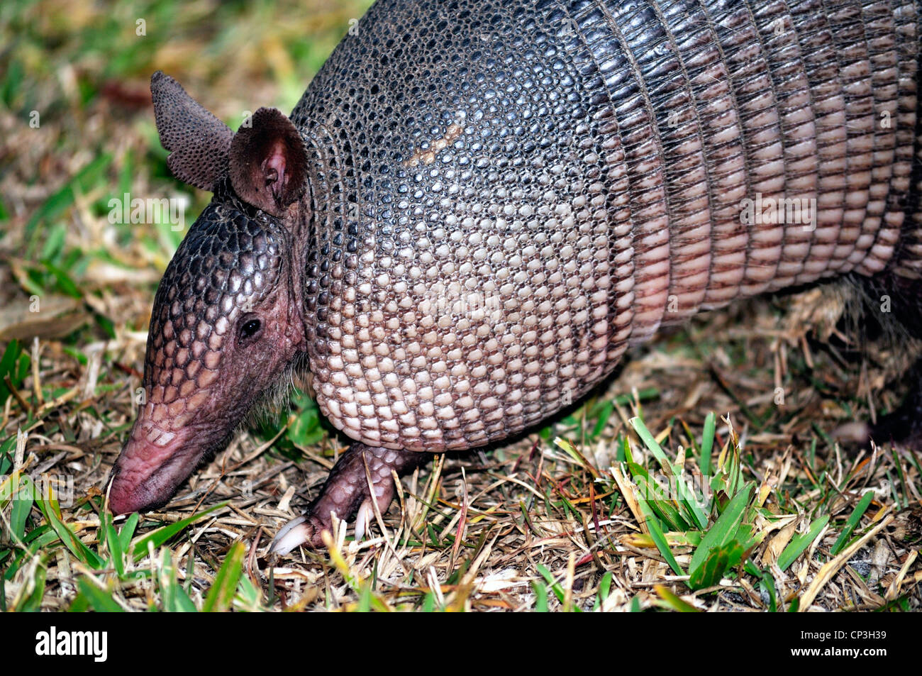 Nine-banded armadillo (Dasypus novemcinctus) searching for food in a ...