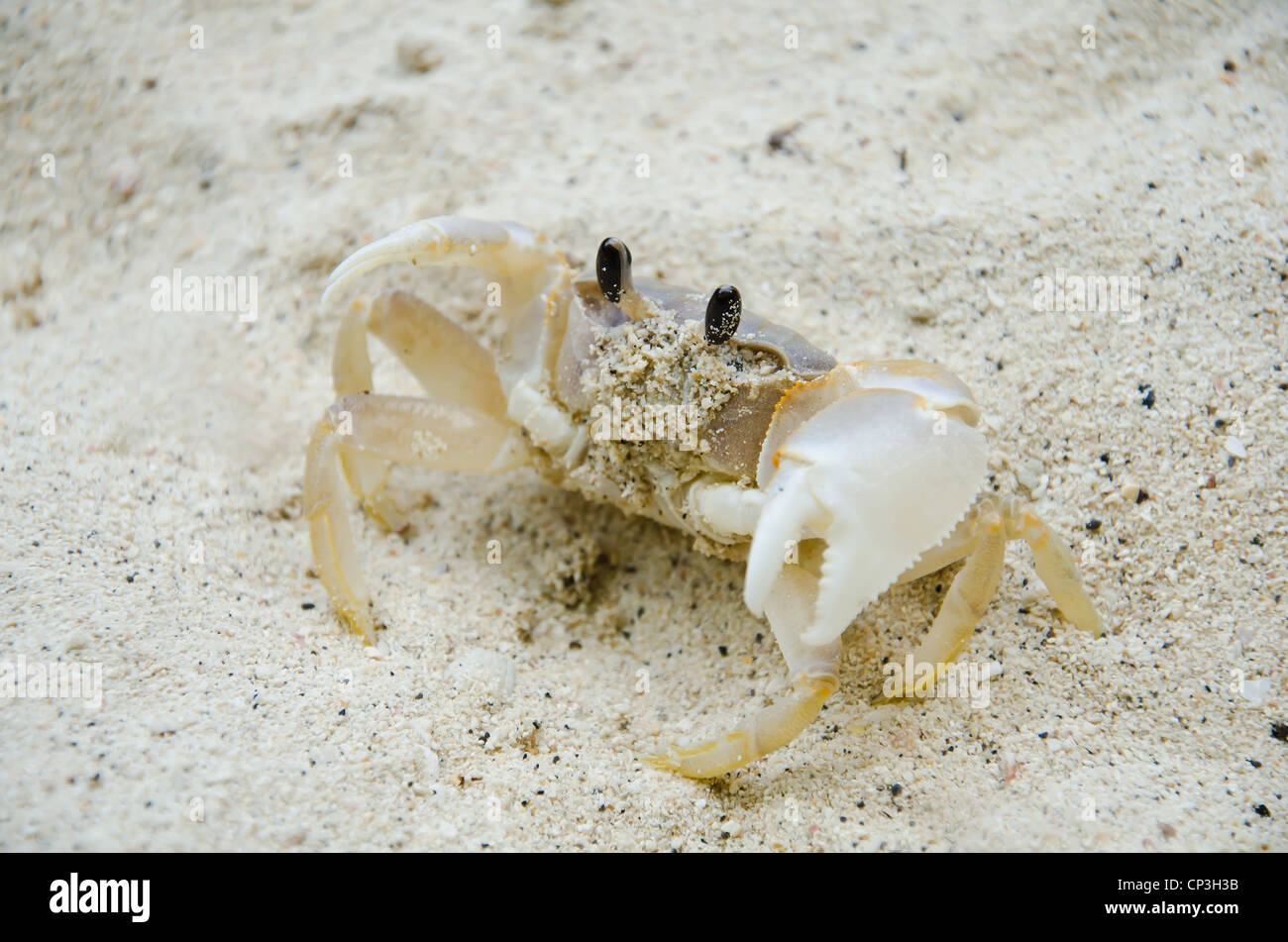 crab being body on sand Stock Photo - Alamy