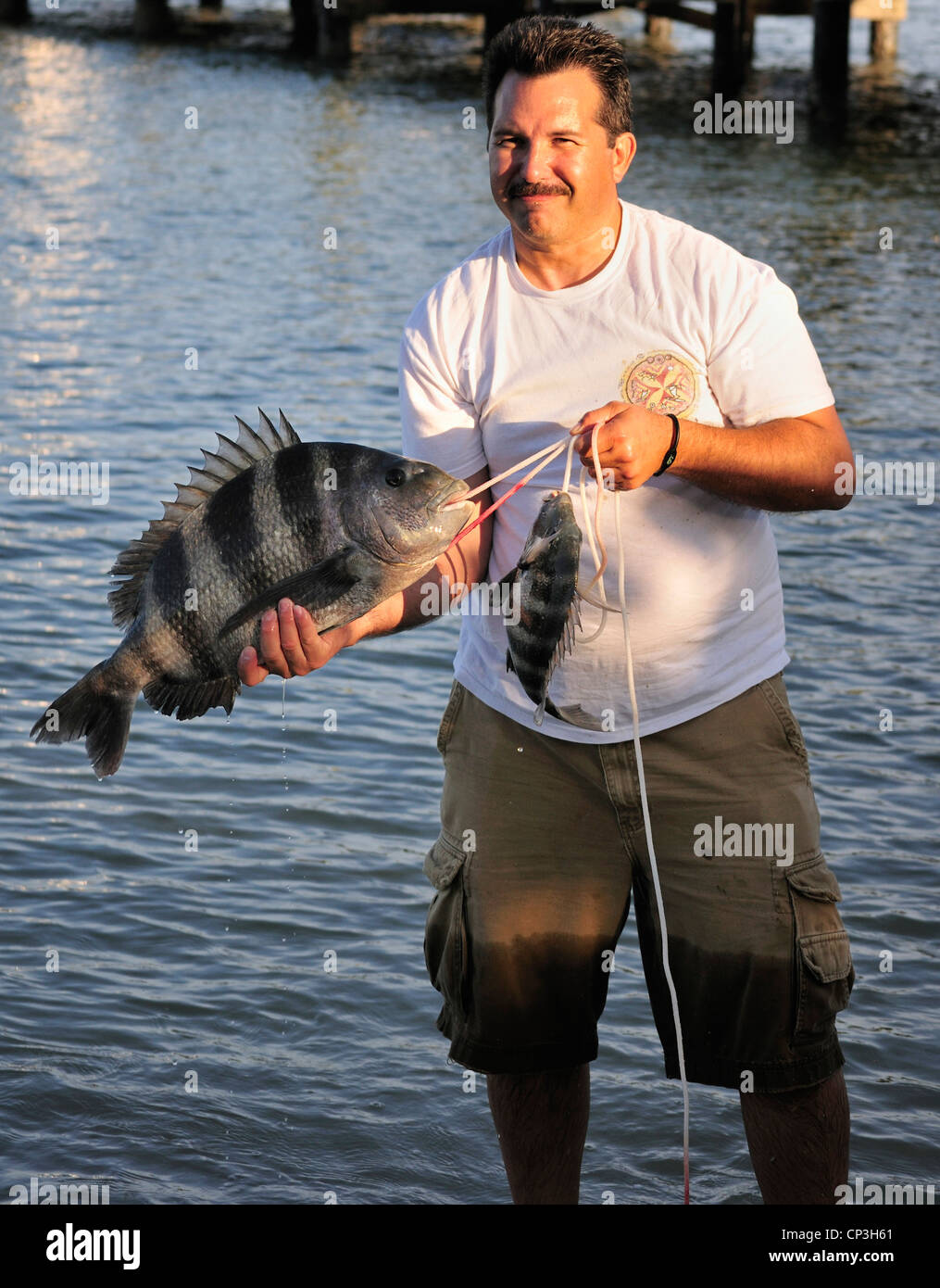 Juvenile Sheepshead