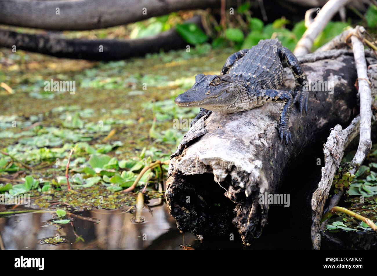 Young alligator resting on log hi-res stock photography and images - Alamy