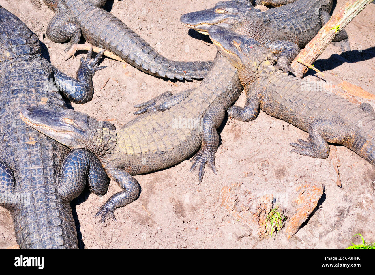 Group of sleeping alligators resting on each other Stock Photo - Alamy