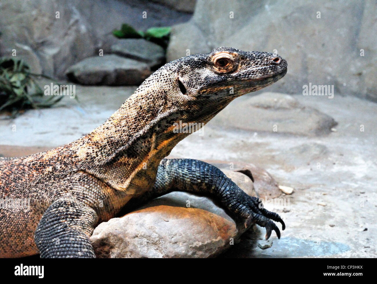 Komodo dragon resting on rock Stock Photo - Alamy