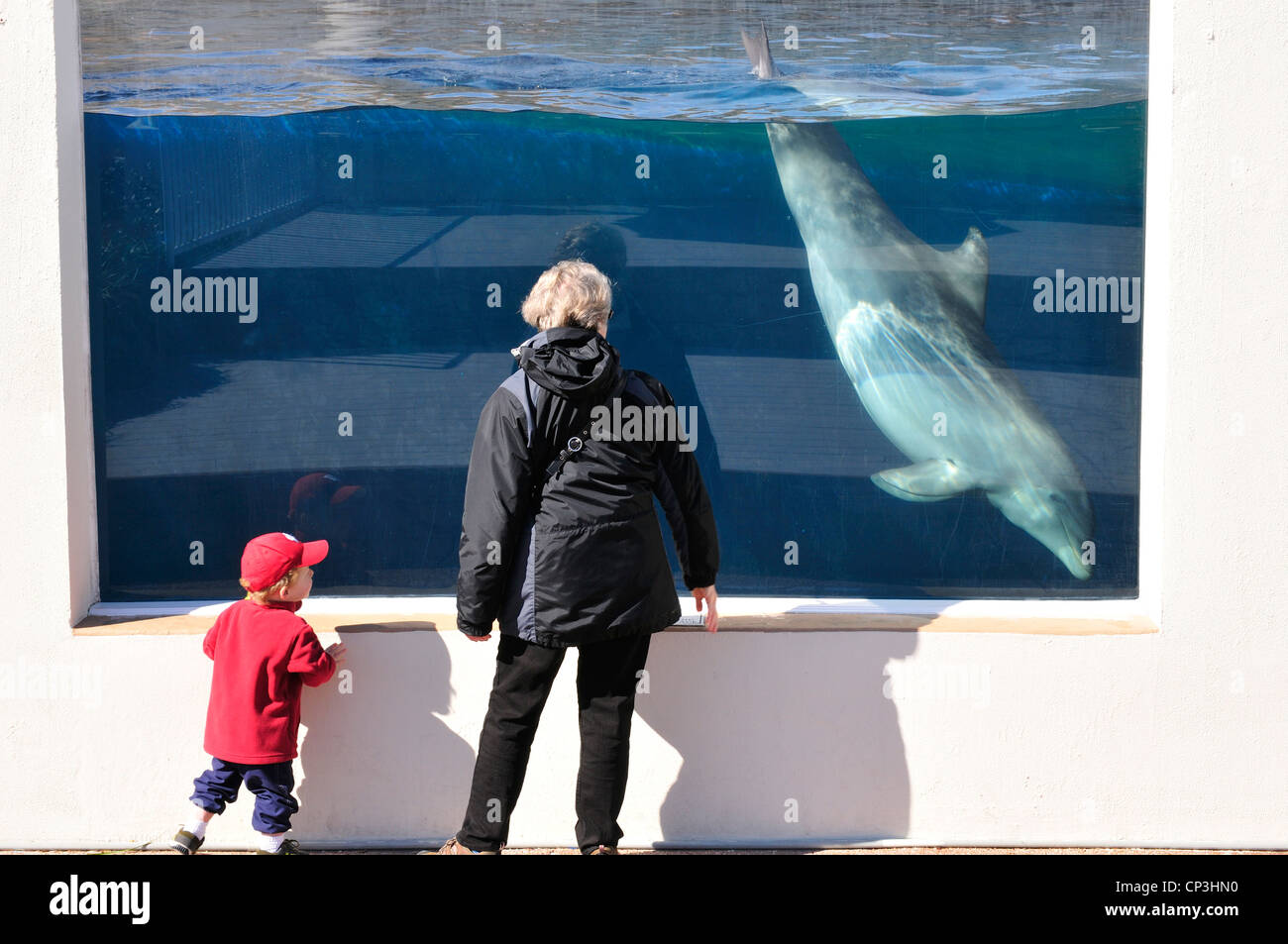 Dolphin watching florida hi-res stock photography and images - Alamy