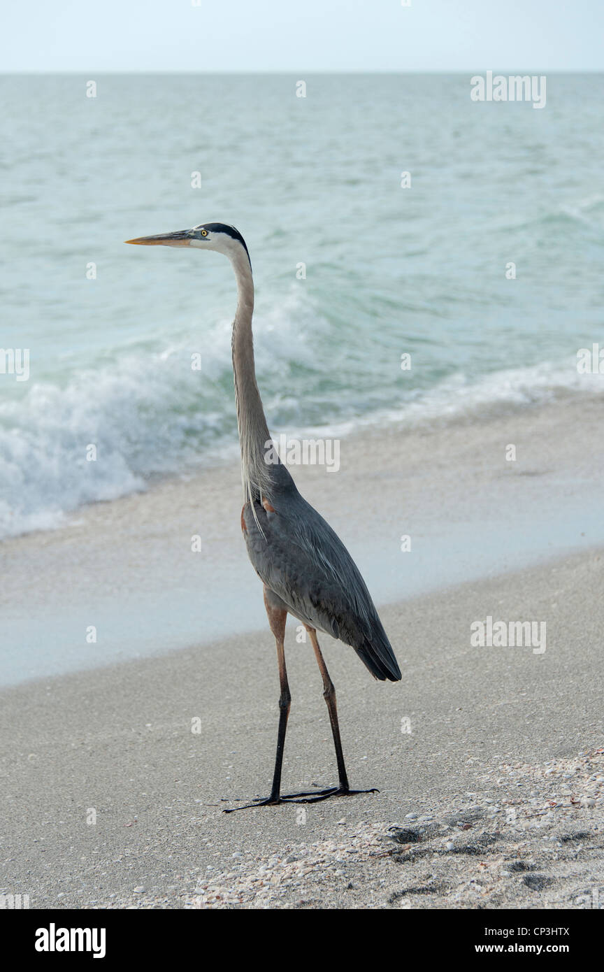 Tall birds with long legs hi-res stock photography and images - Alamy