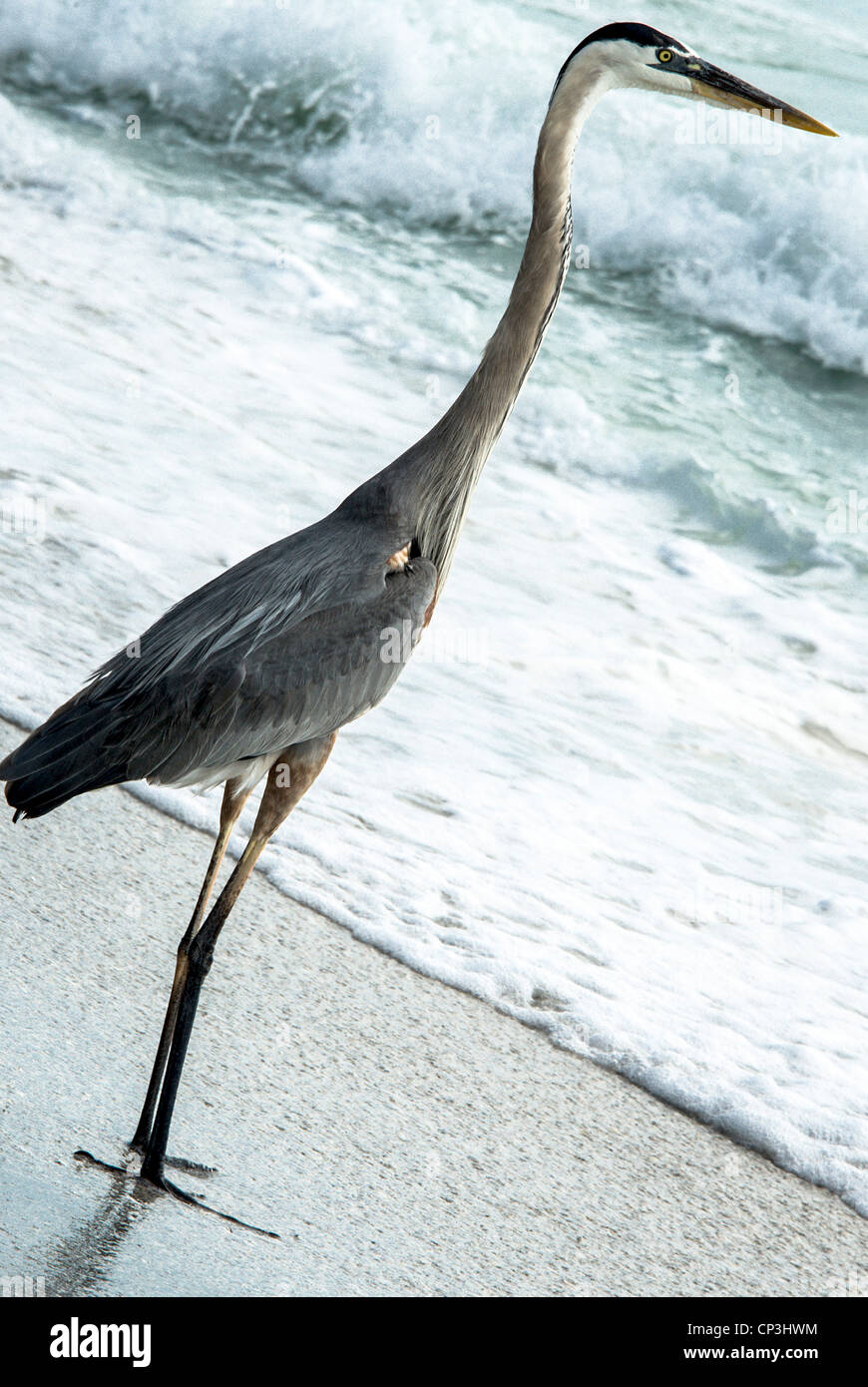 Tall birds with long legs hi-res stock photography and images - Alamy