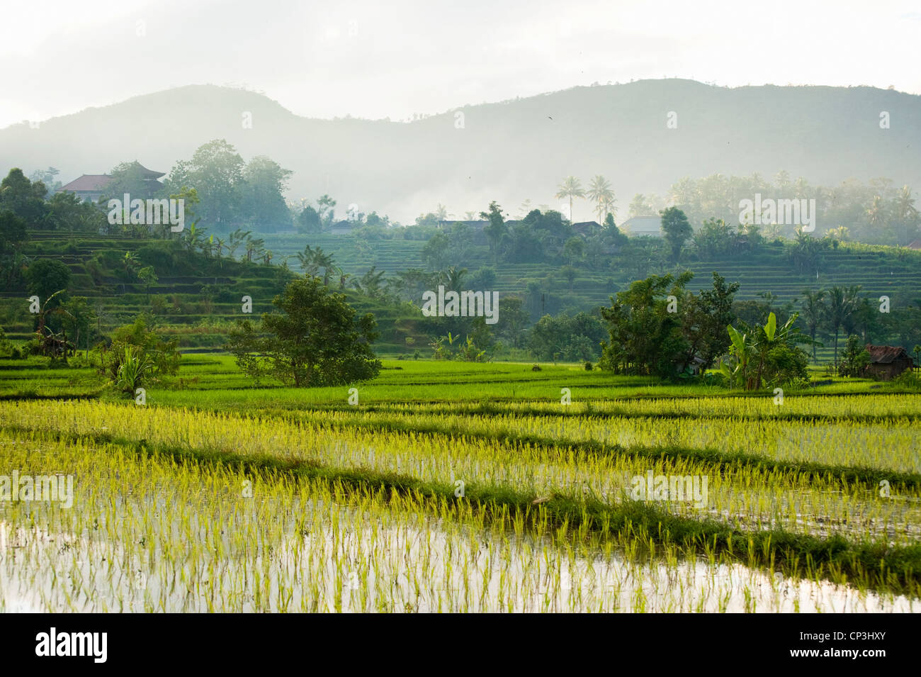 The beautiful rice fields of the Sidemen Valley in eastern Bali ...