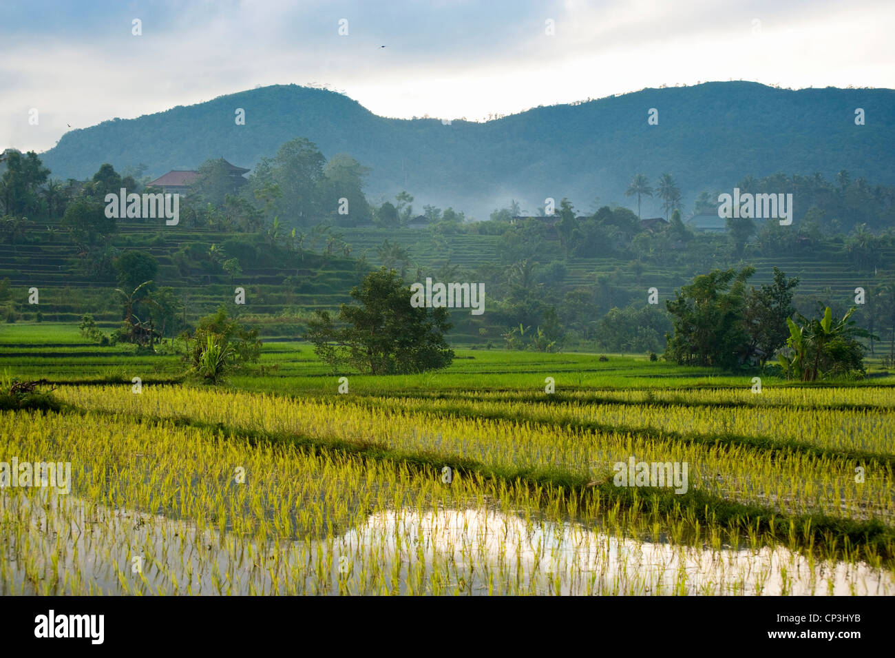 The beautiful rice fields of the Sidemen Valley in eastern Bali ...