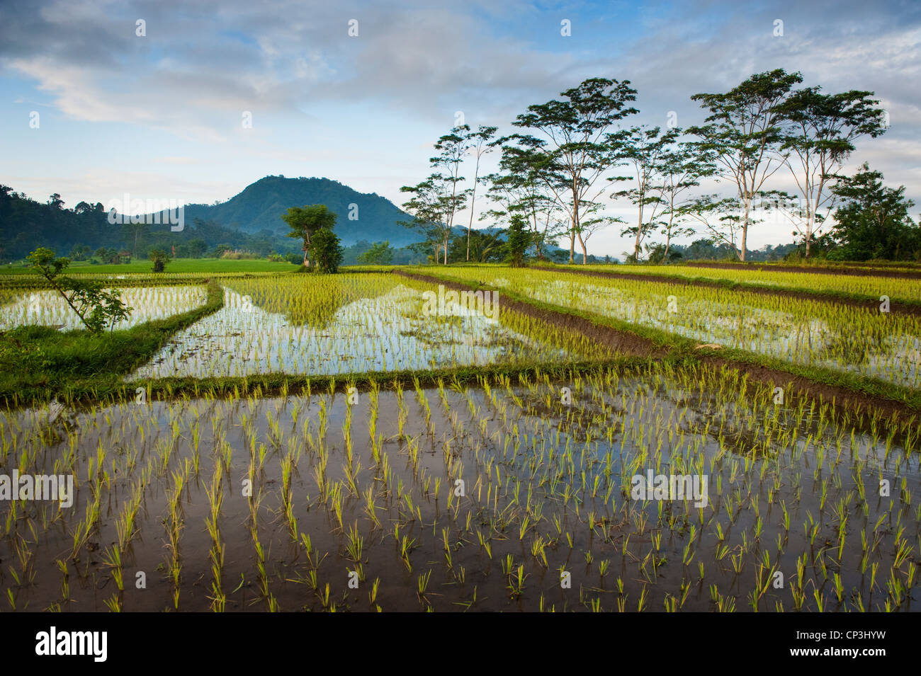The beautiful rice fields of the Sidemen Valley in eastern Bali ...